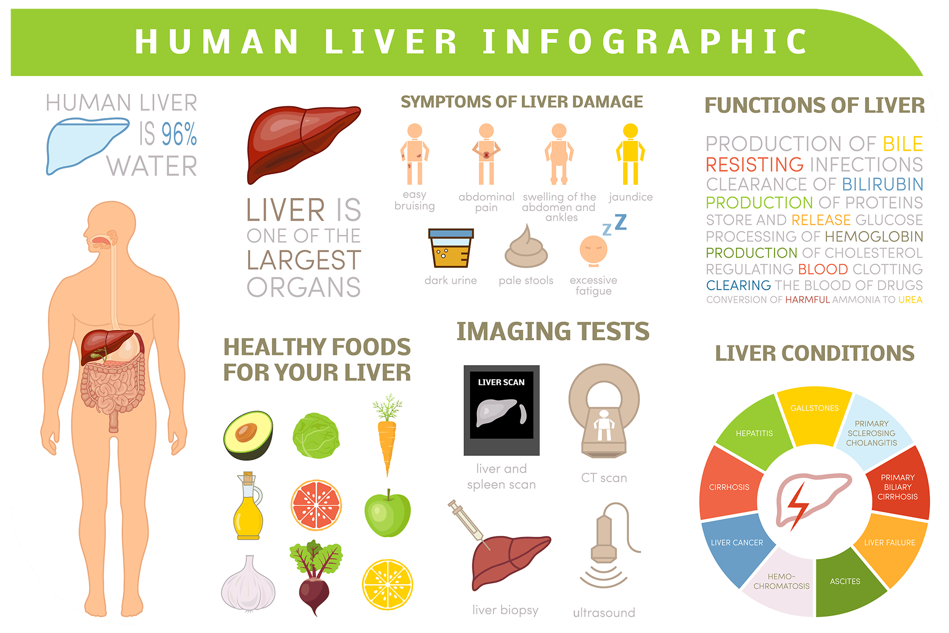 Liver Function Tests and Detoxification - Dr Lalezar, D.O.